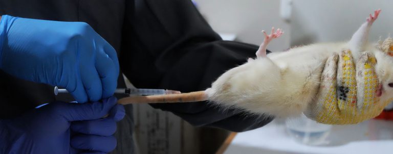 SCCR - Stem Cell and Cancer Research