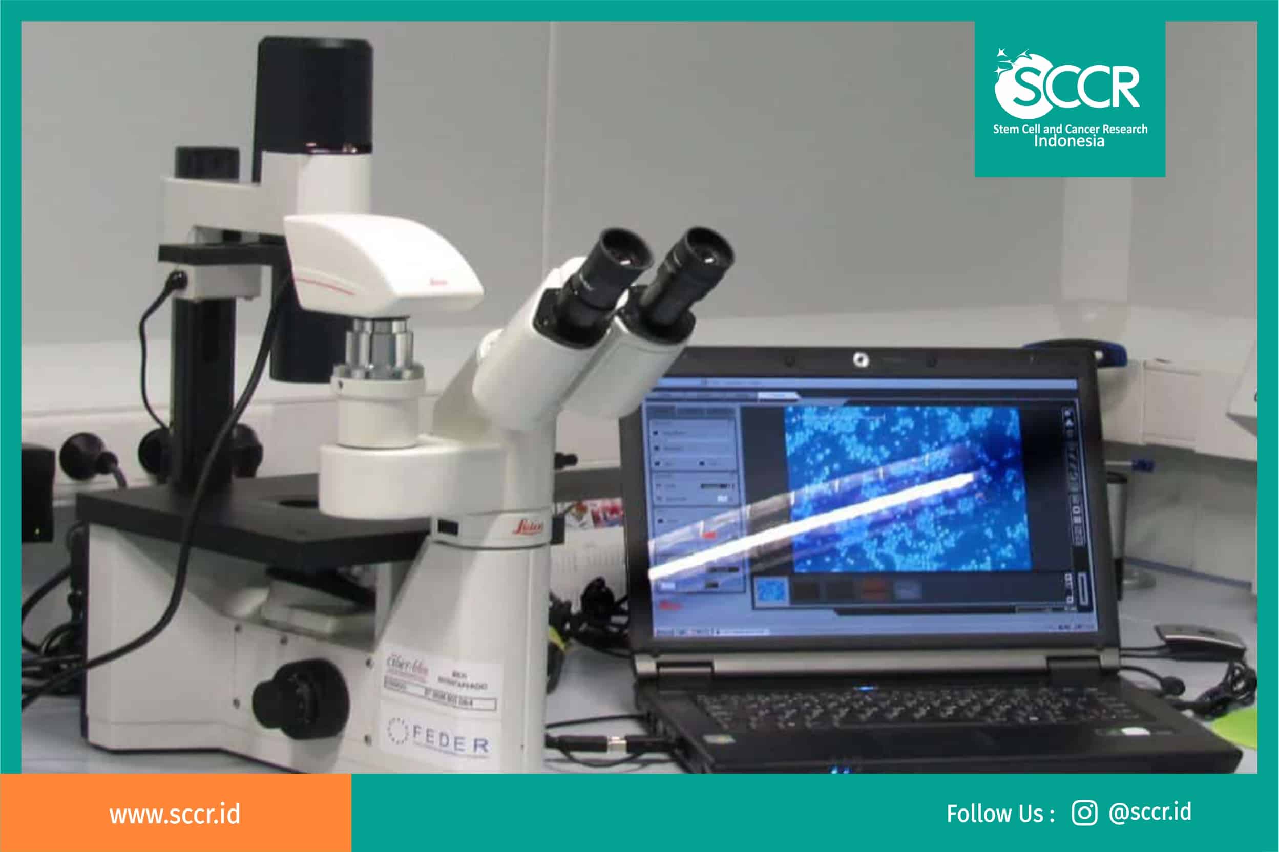 Fluorescence microscope - Stem Cell and Cancer Research